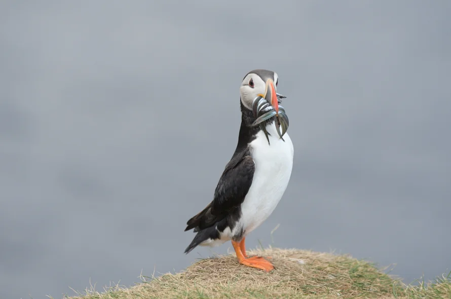 jn.fo | Eingin gongd út í Mykineshólm í 2024