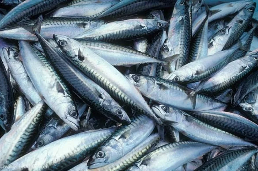 jn.fo | Nógv skip royna eftir makreli í altjóða sjógvi norðanfyri